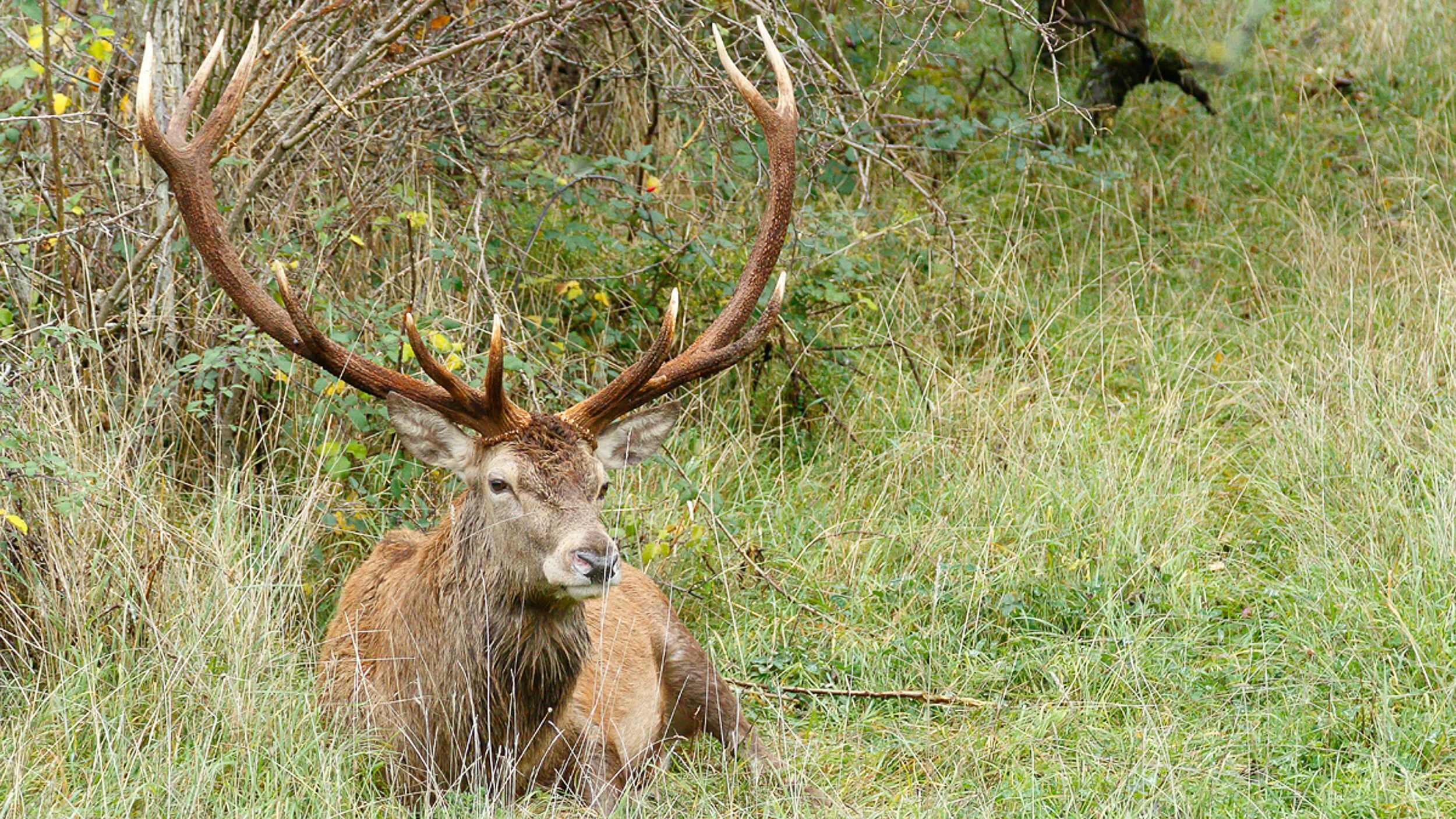 Italy — Stories — Salva Fauna