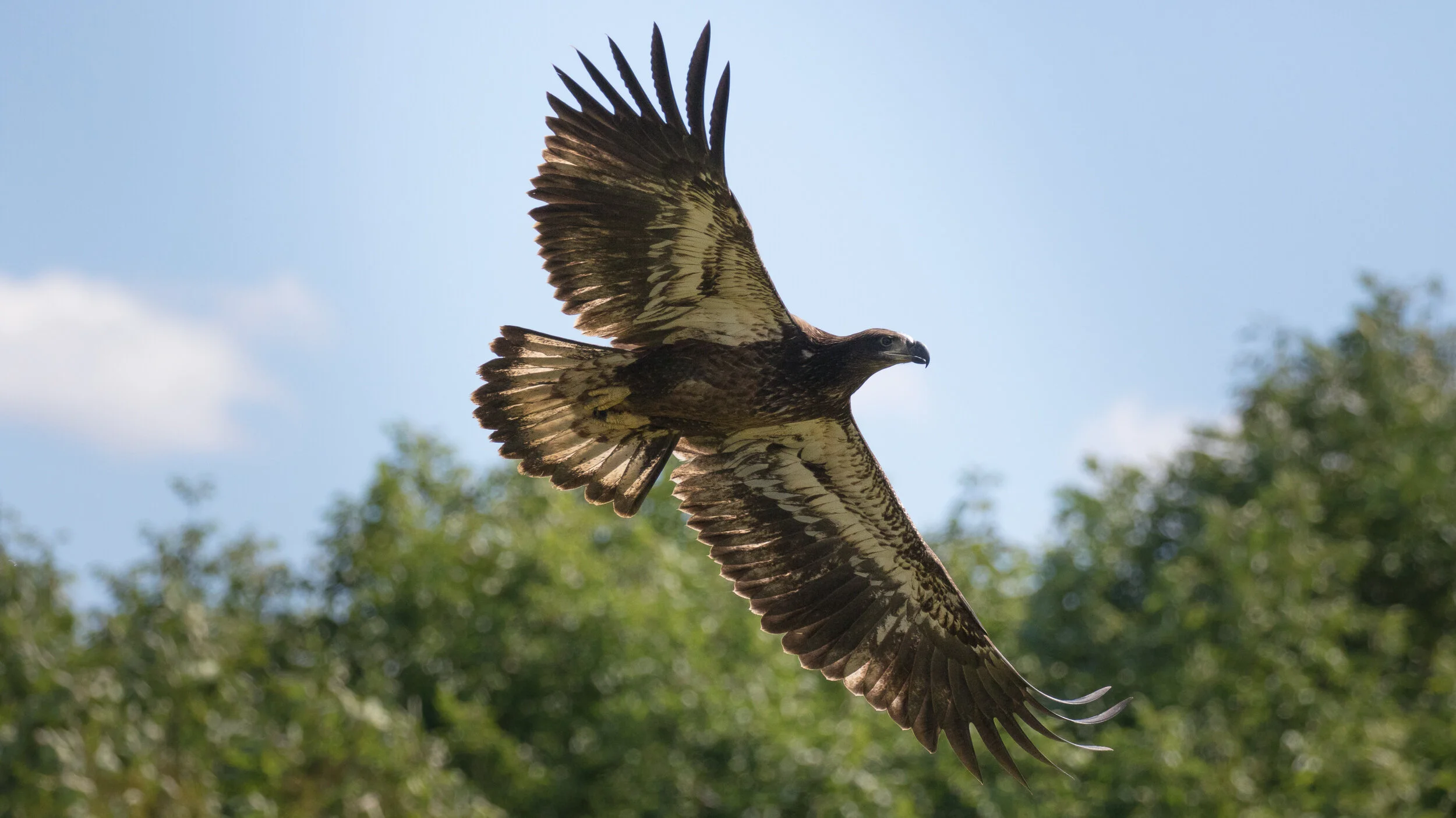 Canada — Histoires de faune sauvage — Salva Fauna