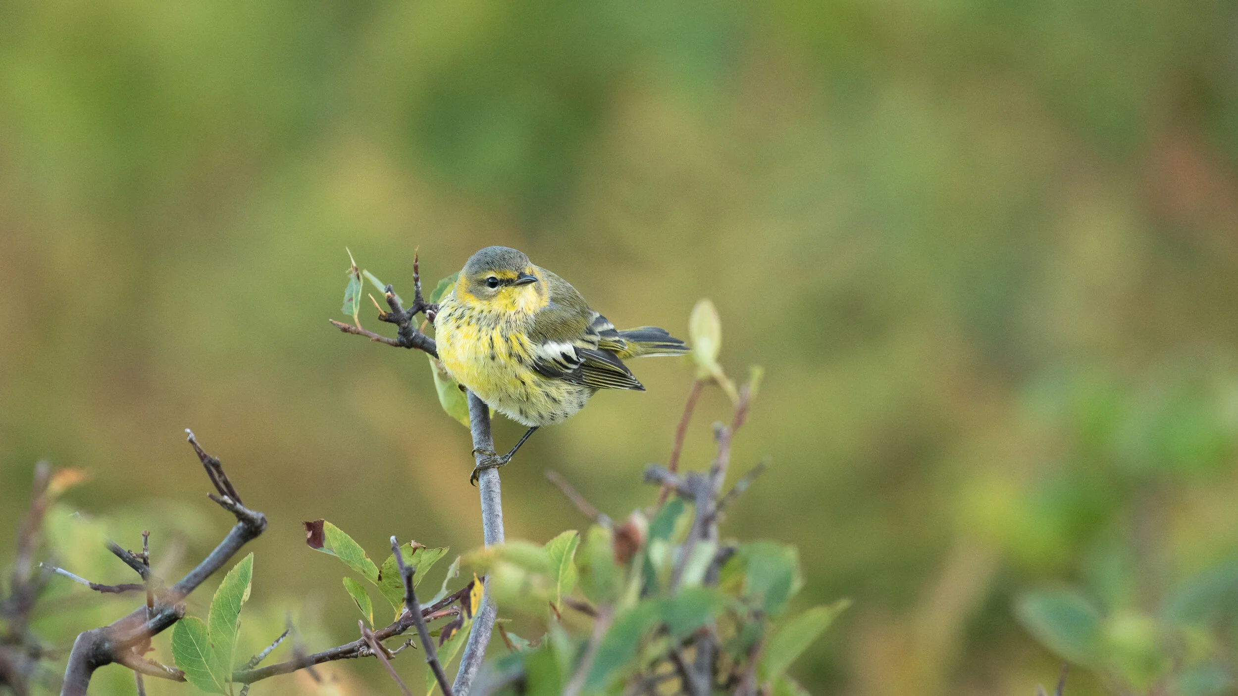 Canada — Histoires de faune sauvage — Salva Fauna
