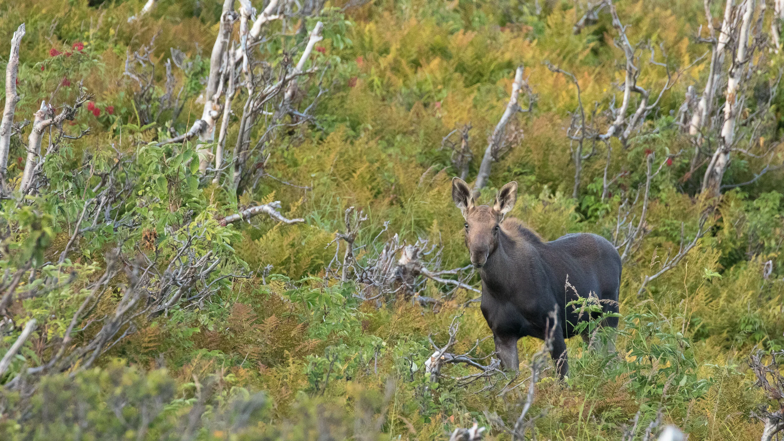 Canada — Histoires de faune sauvage — Salva Fauna