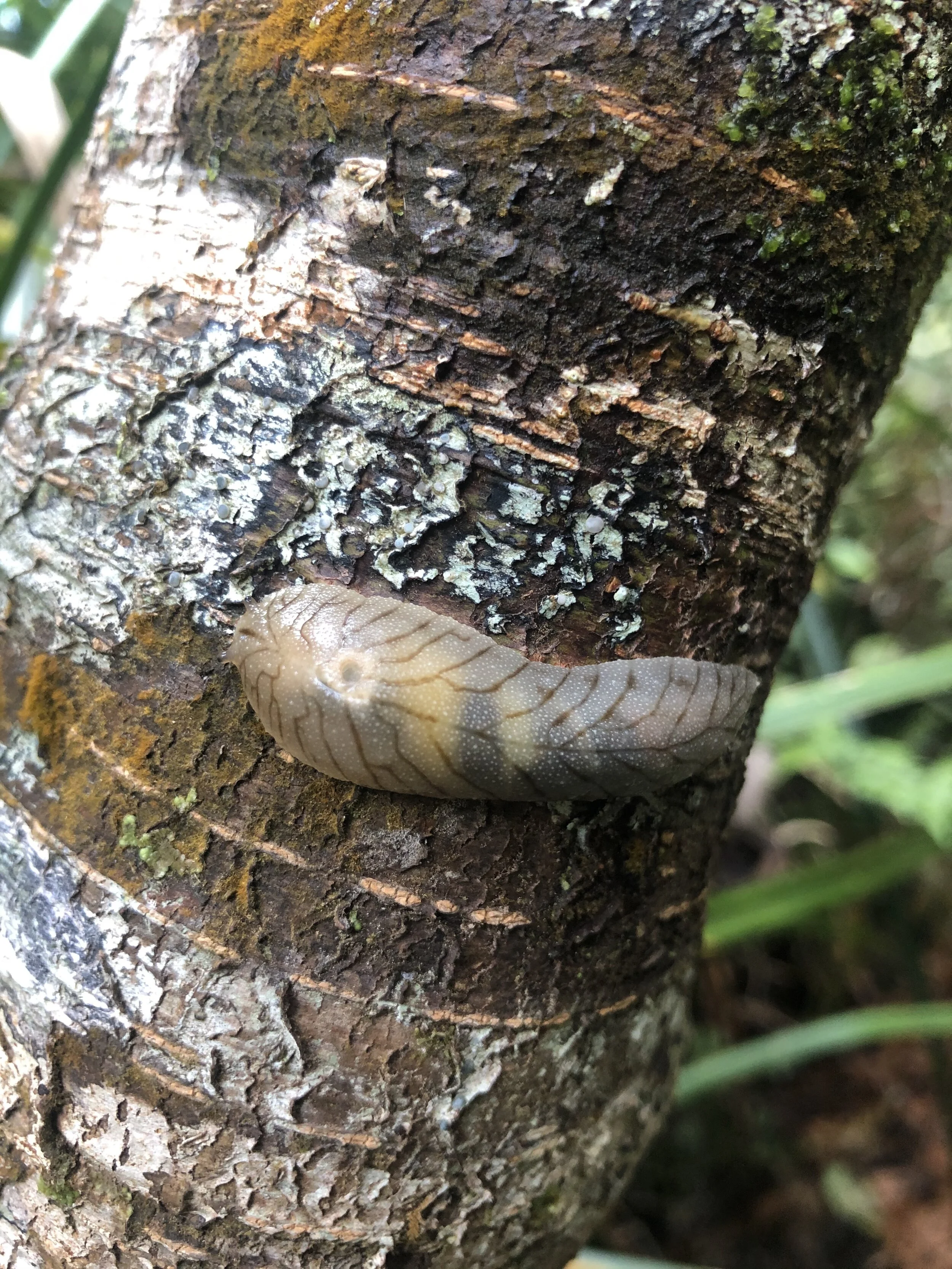 Our Incredible (And Covert) Wildlife — Karioi Project