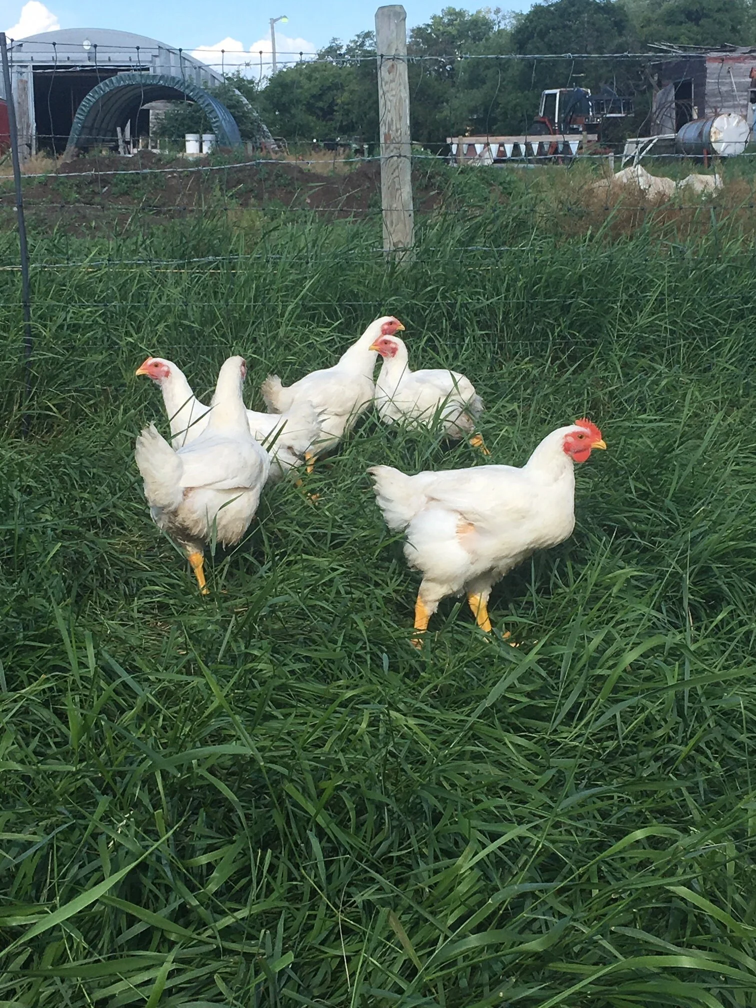 Chicken — Grovenland Farm