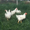 Our Products — Grovenland Farm