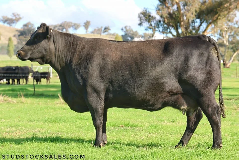 FLOWER T6 - ANGUS — Lightning Ridge Genetics