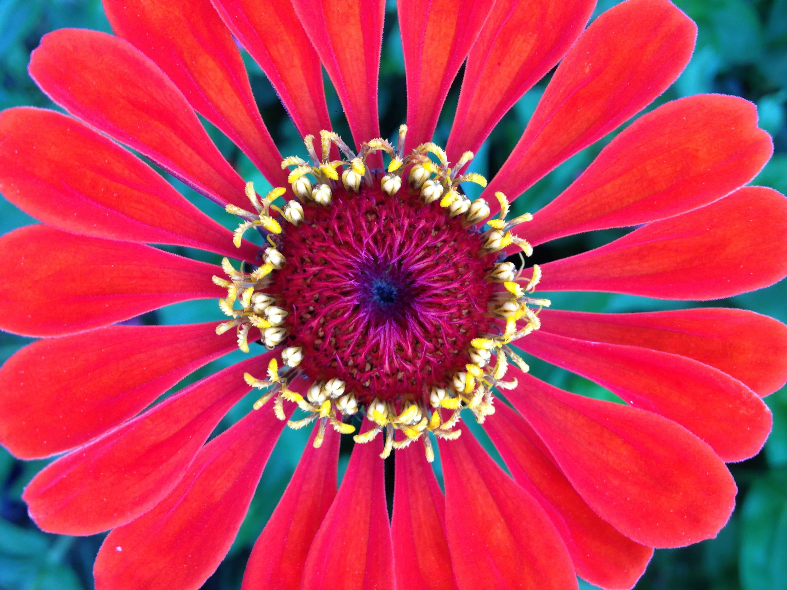 about — Silver Tree