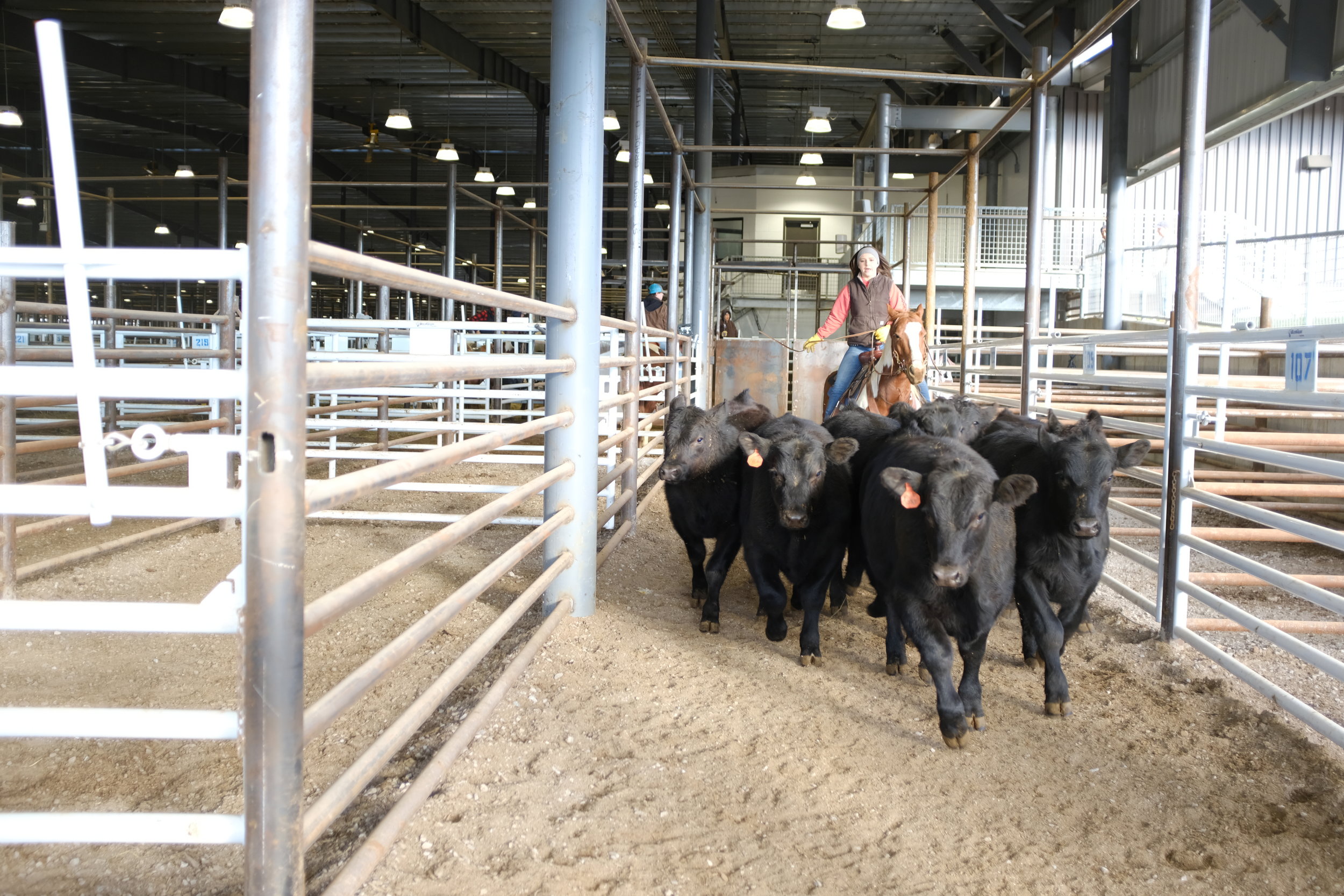 Self Guided Tour — Blue Grass Stockyards Regional Marketplace