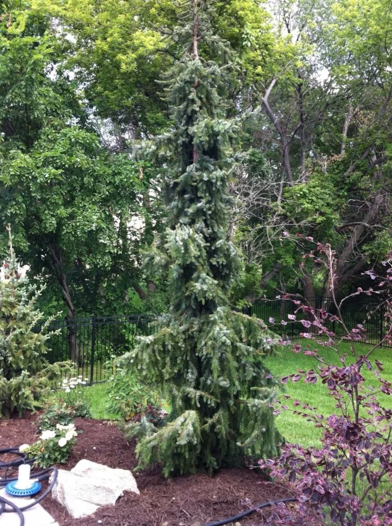 Plant Glossary - Omaha Landscaping Company