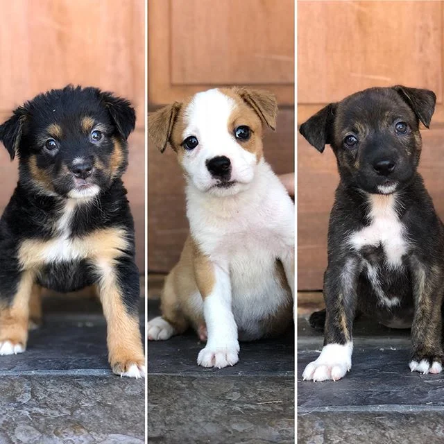 Mutt Scouts — Los Angeles Dog Rescue