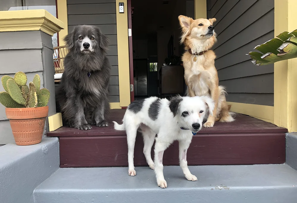 What Is Considered A Mutt