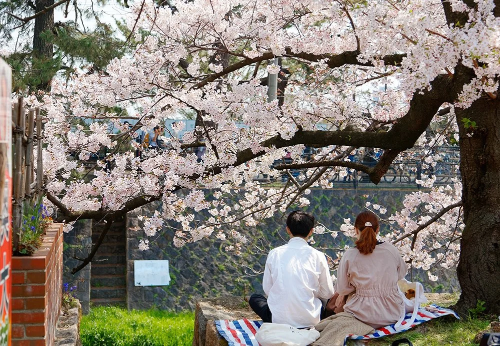 Hanami: The Japanese Custom of Flower Viewing | T-MODE®