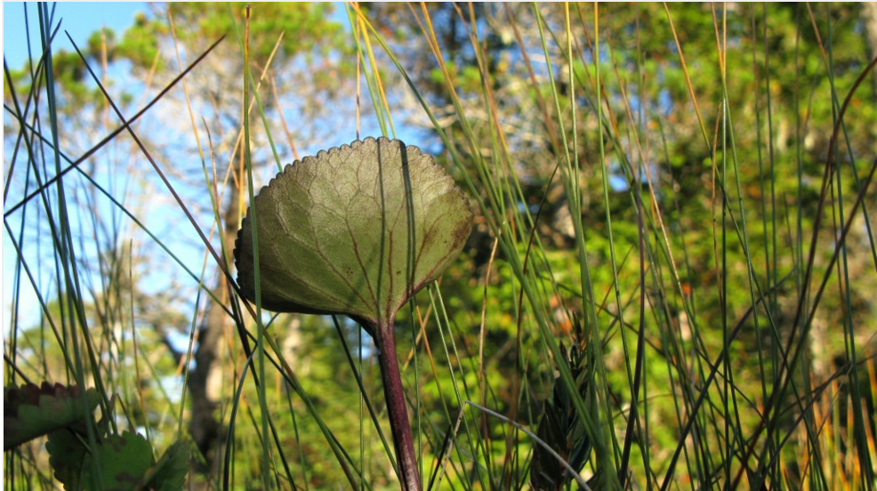 The Tonka Timber Sale — Alaska Rainforest Defenders