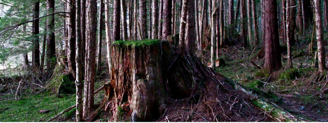 The Tonka Timber Sale — Alaska Rainforest Defenders