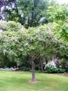 How to create an instant established garden — The Little Digger Company