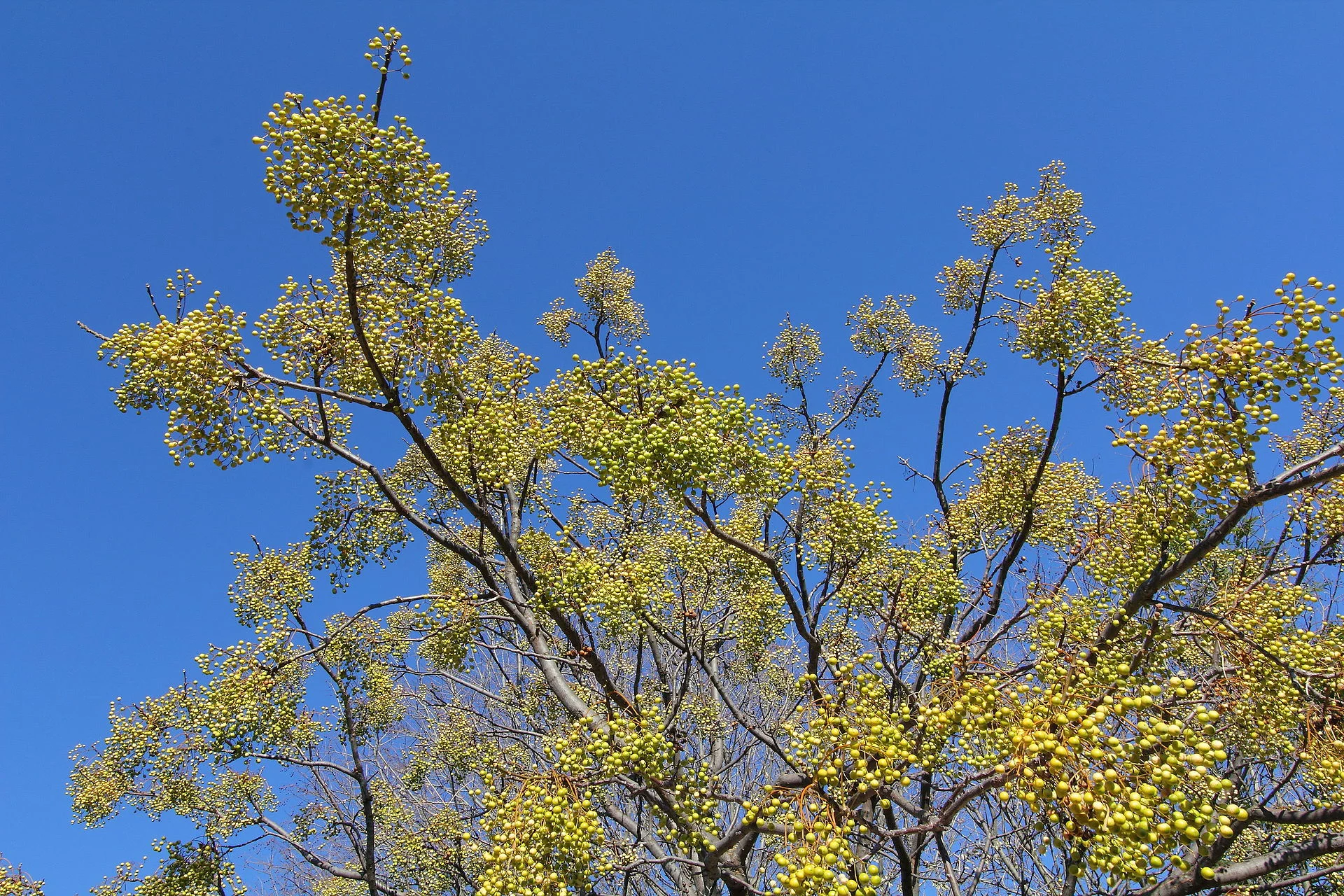 How to create an instant established garden — The Little Digger Company