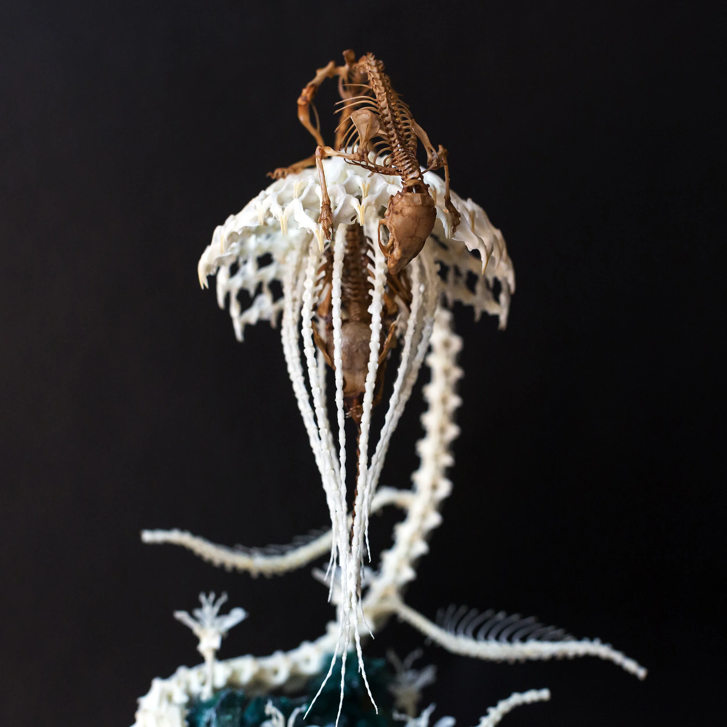 Metamorphosis (2020) — Gerard Geer