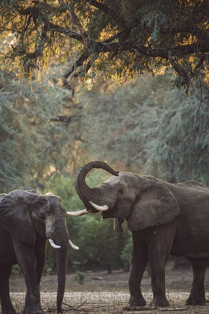 Elephants Tumblr Photography