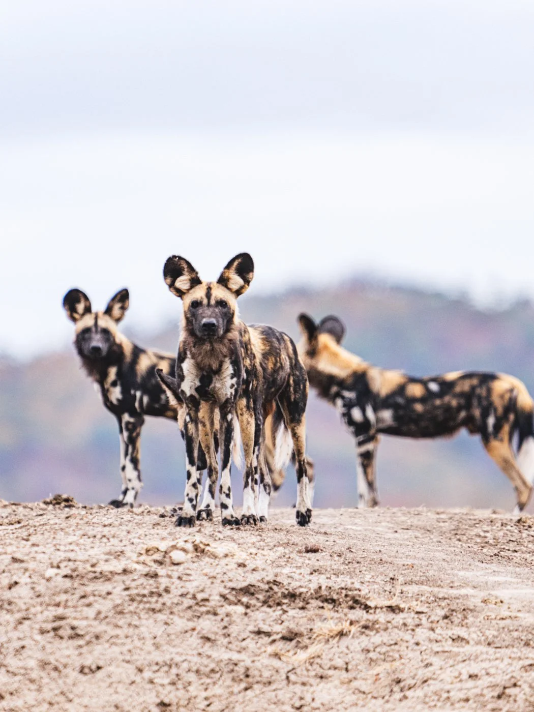 African Wild Dog Pack