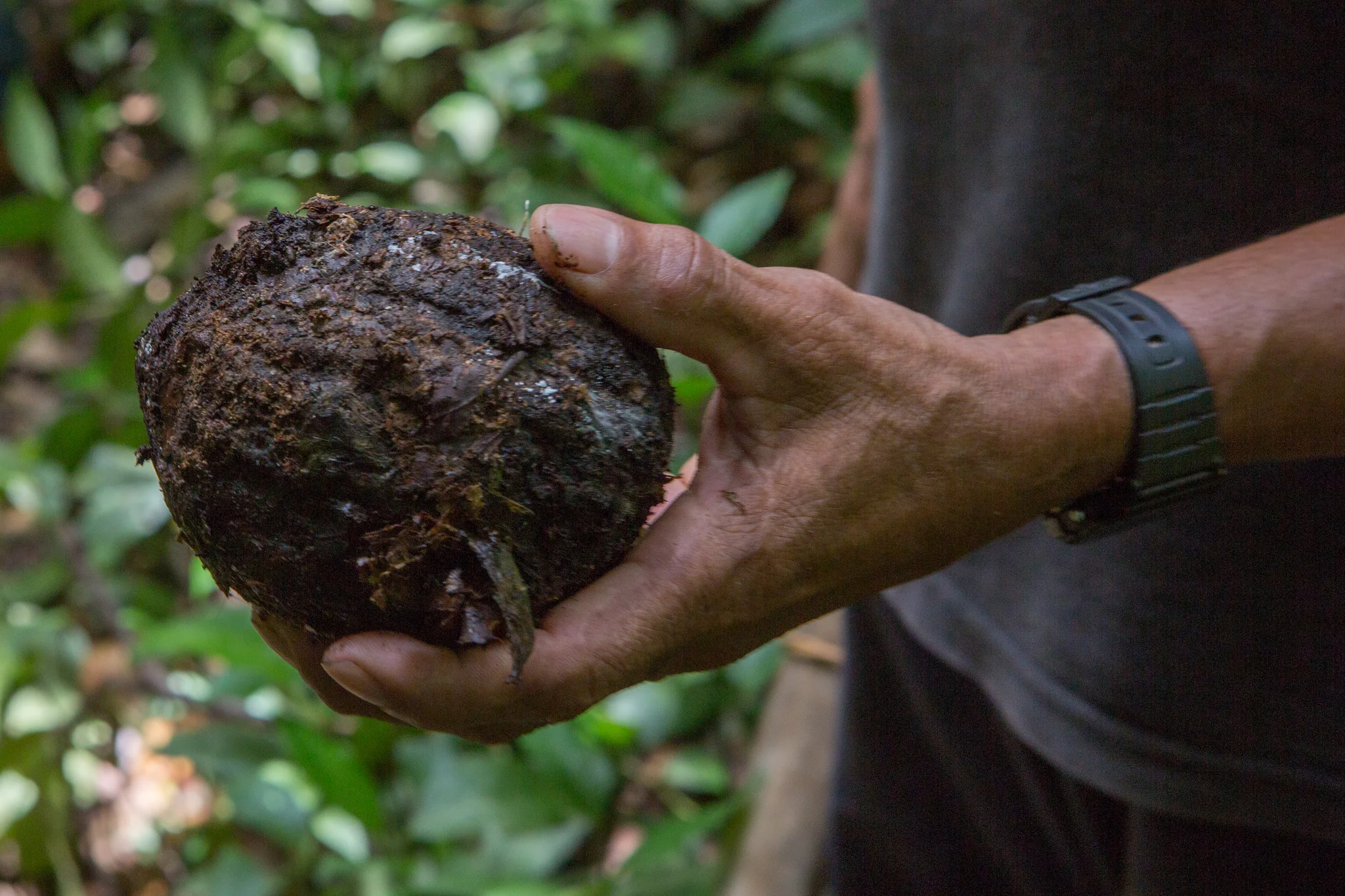 Brazil nuts — UEBT