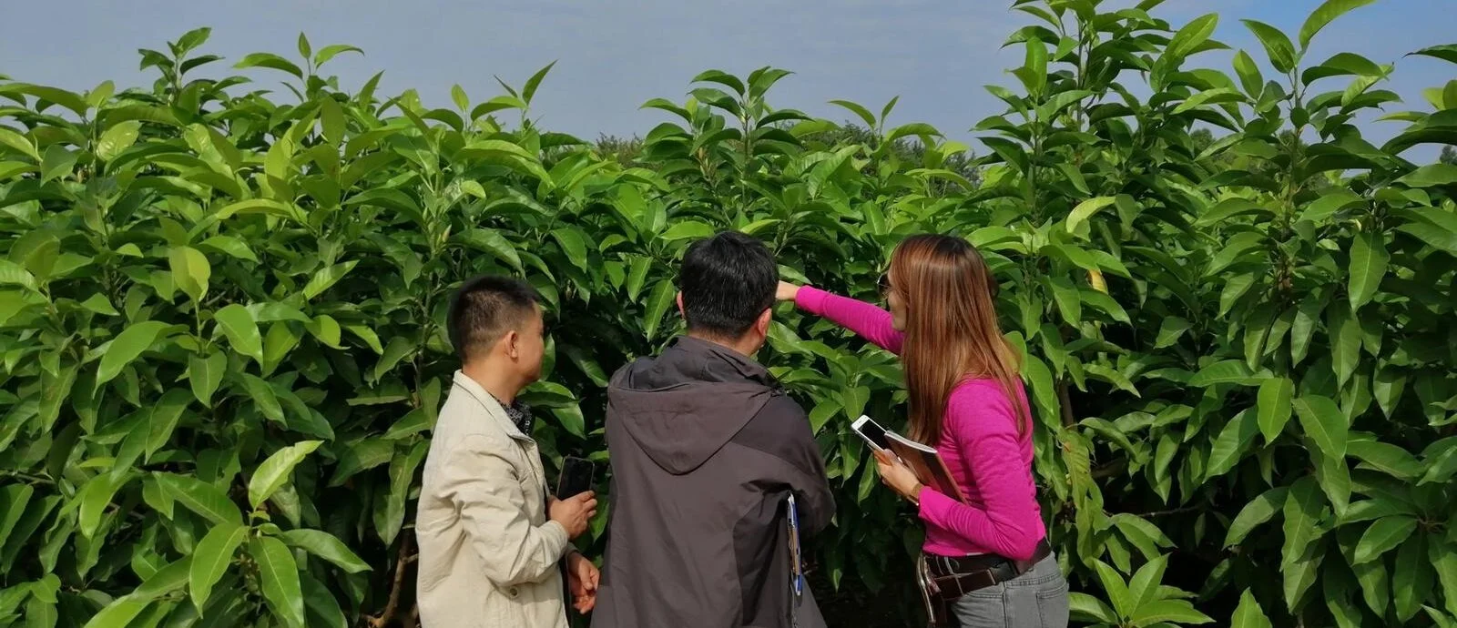 Verification — UEBT