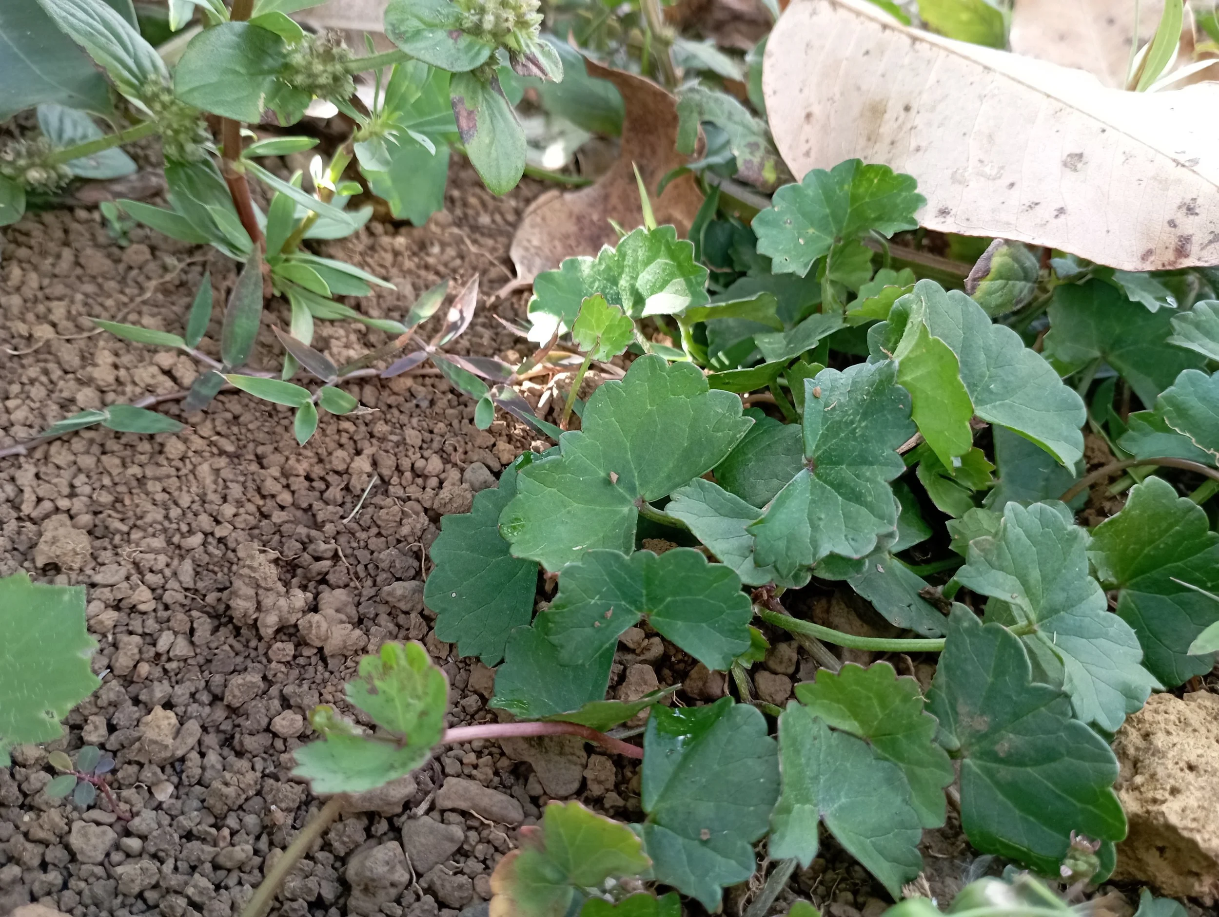 Sustainable use of wild species — UEBT