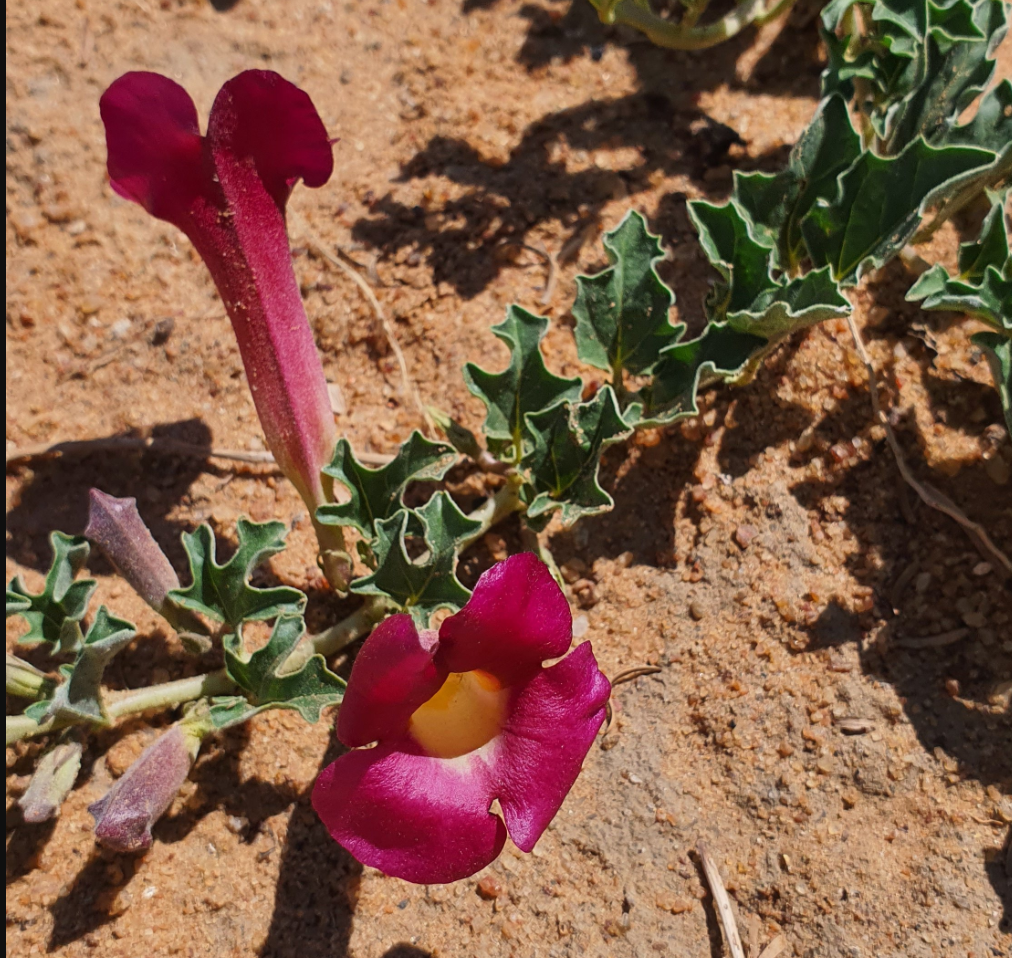 Devil's claw — UEBT