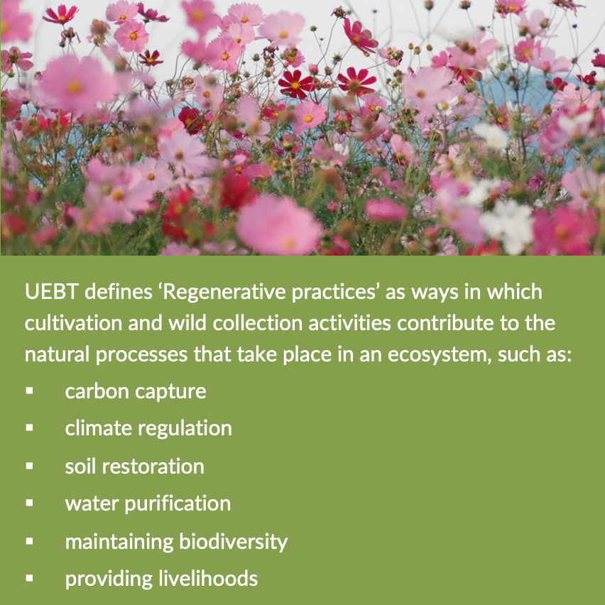 Regenerative Programme — UEBT