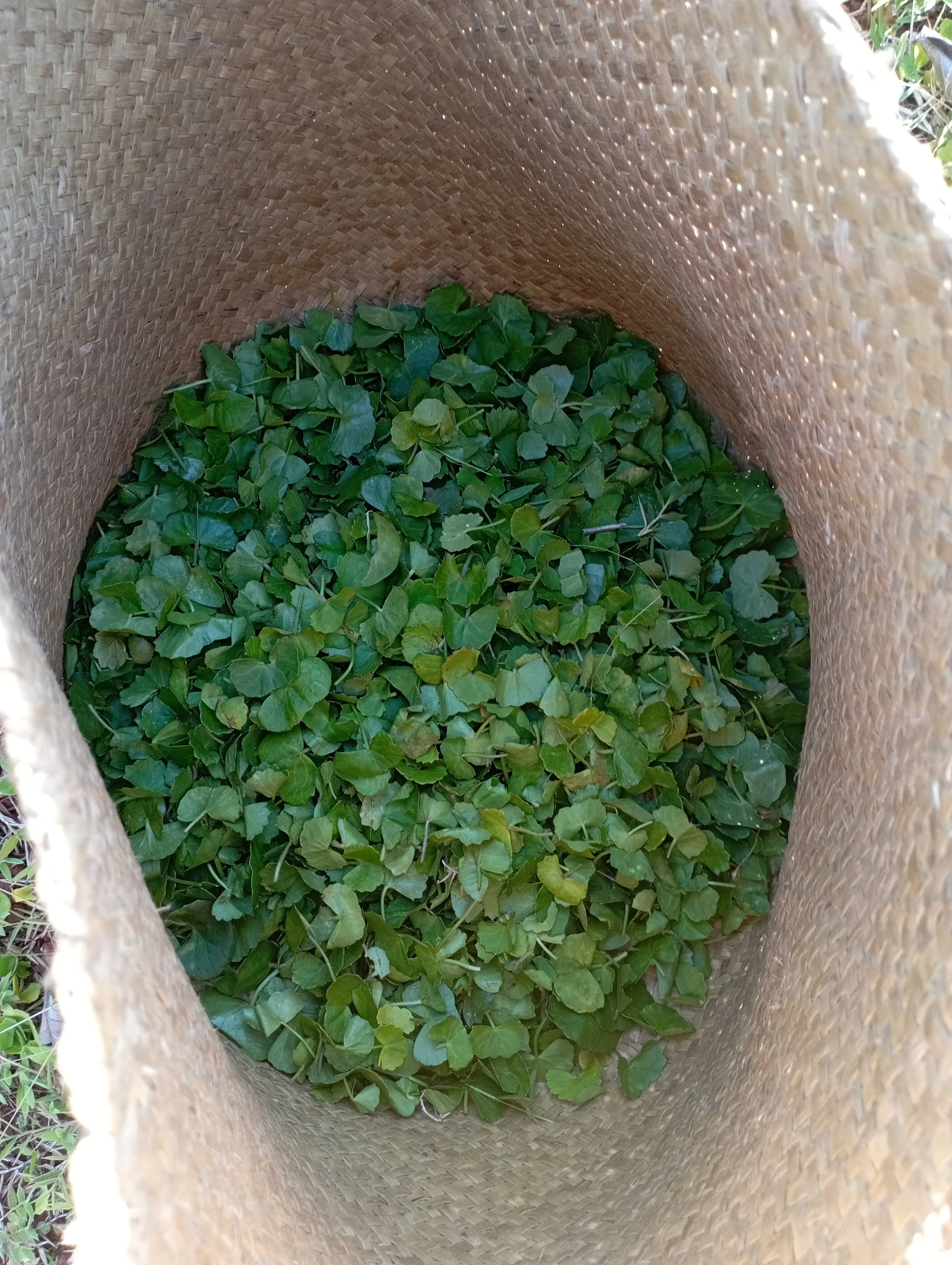 Centella asiatica — UEBT
