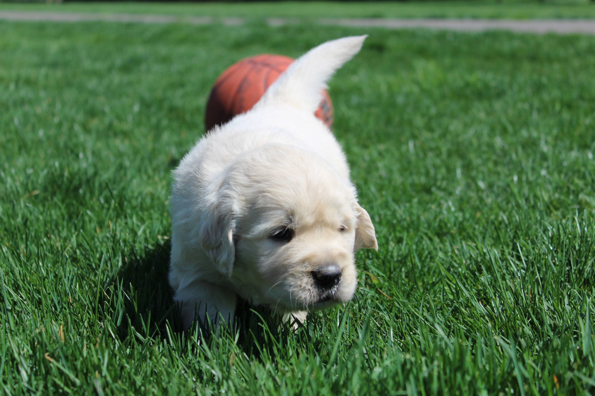 Willow & TANK — Pine Acre Puppy