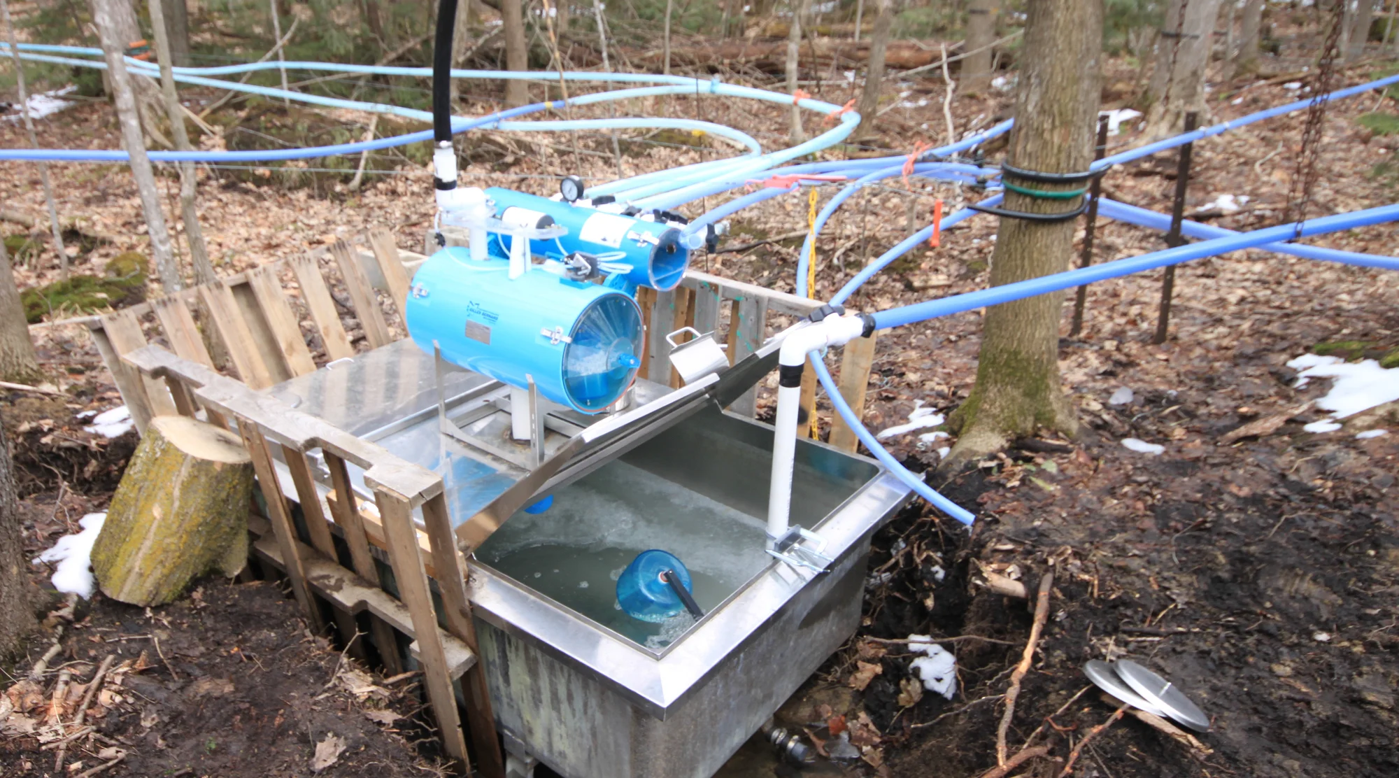 Journey of a Drop of Sap — Hoover's Maple Syrup