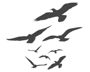 Best Parabolic Microphone | For Birding & Football — Acoustic Nature