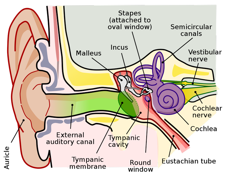 What is a Soundscape? (Definition and Science of Hearing) — Acoustic Nature