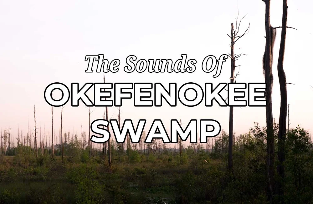 Okefenokee Swamp: Sounds From One of the Largest Swamps In The World ...