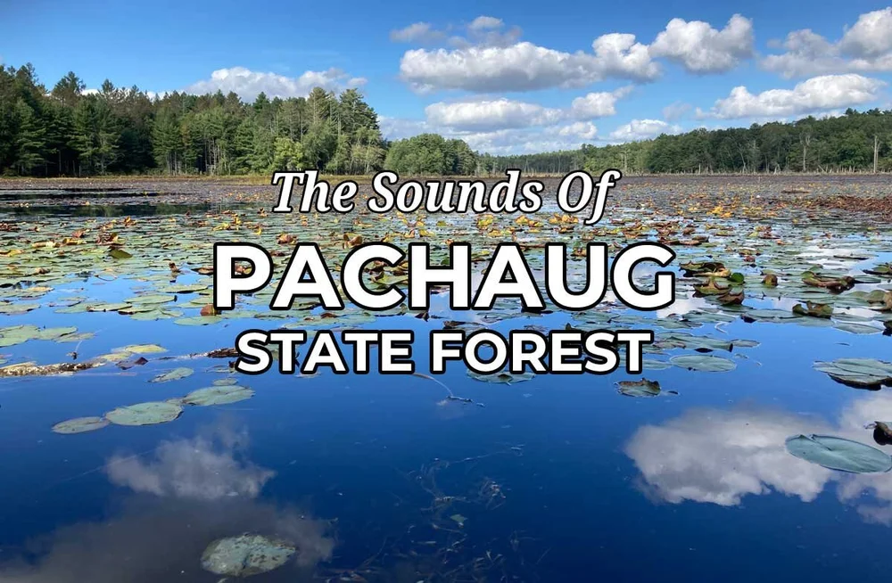 Equinox Recording Trip: Pachaug State Forest — Acoustic Nature