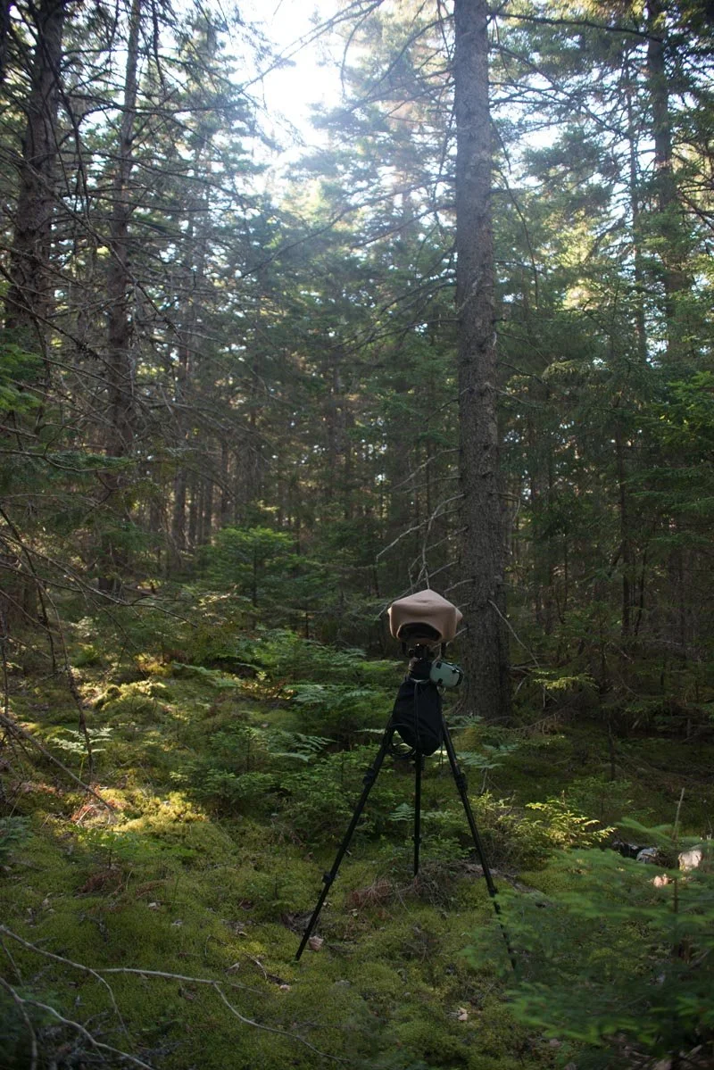 How To Record Nature Sounds: The Ultimate Guide — Acoustic Nature