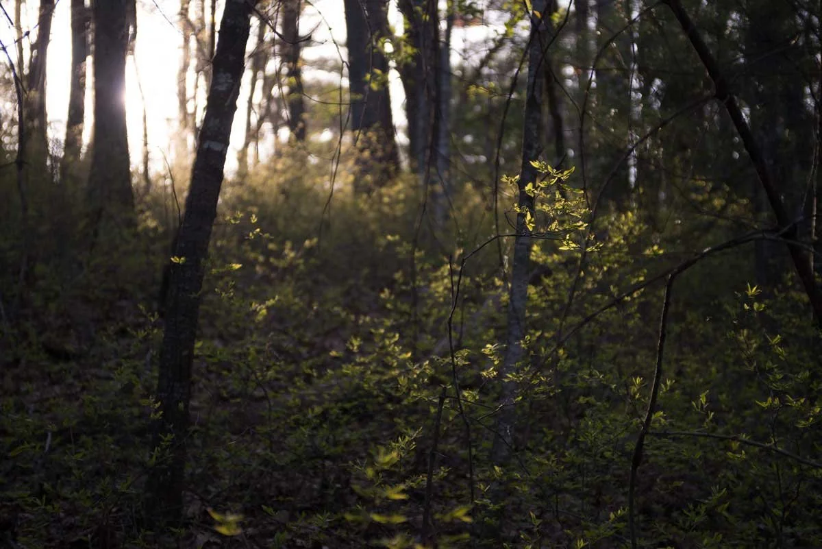 Acoustic Nature — Buy Nature Sounds Effects