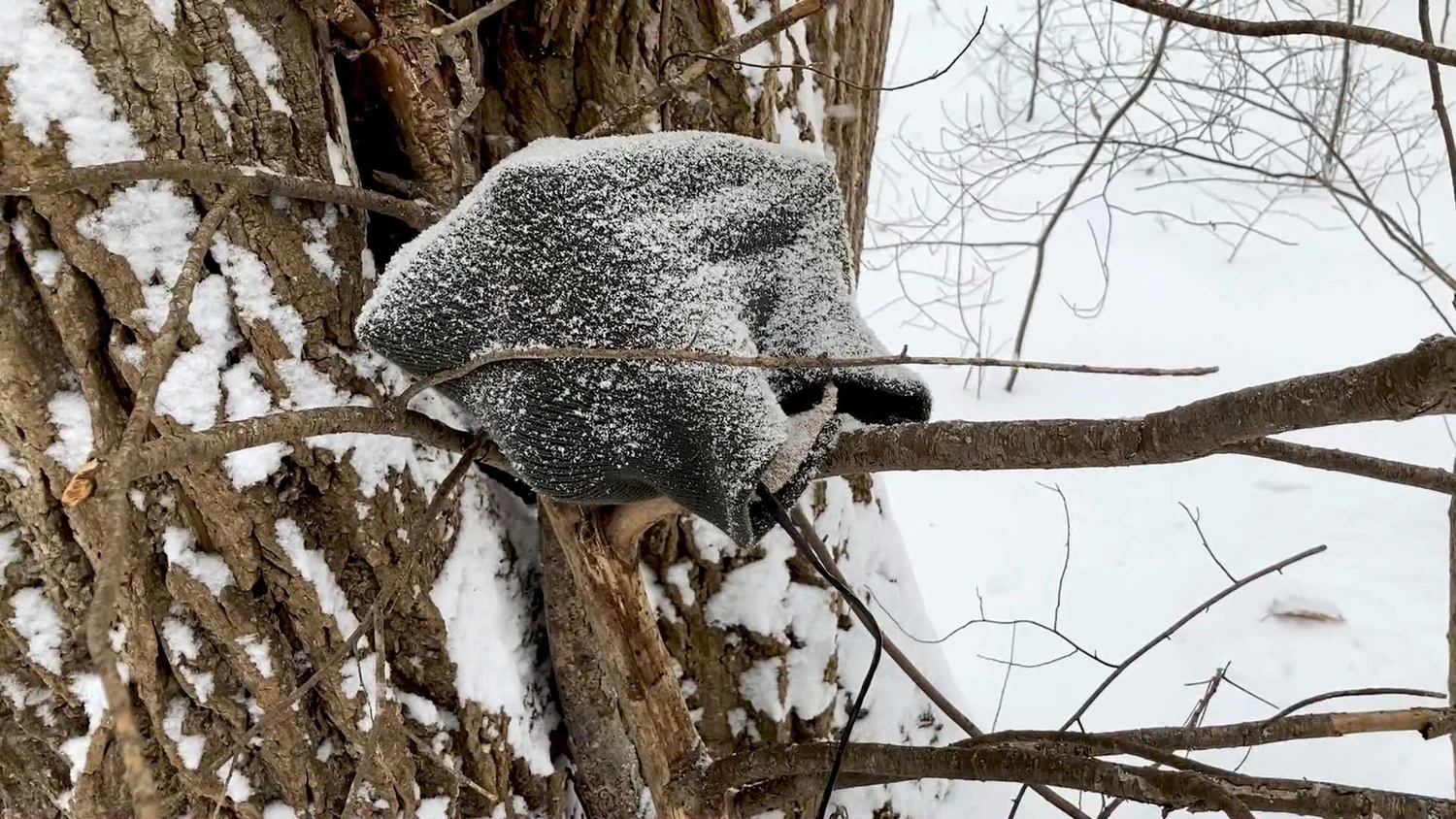 BTS#8: Recording A Nor'easter & Amazing Talking Oak — Acoustic Nature