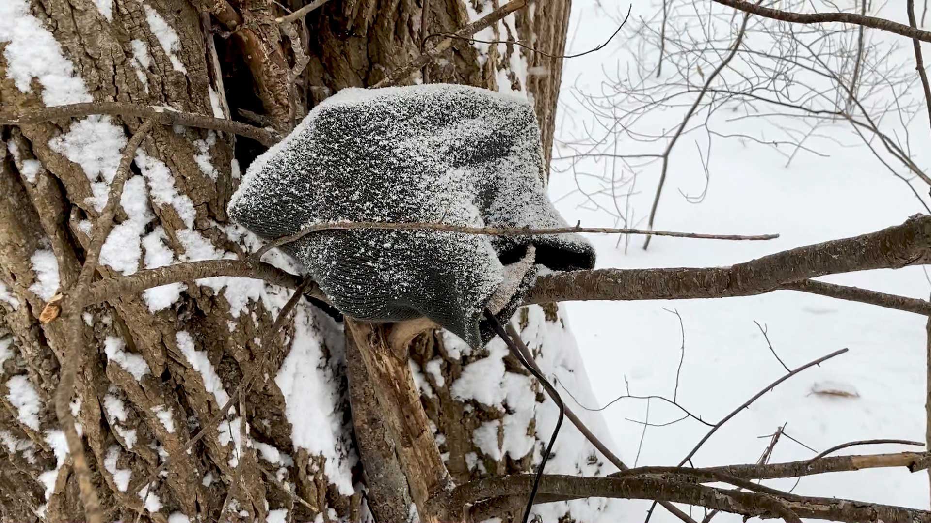 BTS#8: Recording A Nor'easter & Amazing Talking Oak — Acoustic Nature