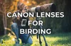 Best Canon Lens for Bird Photography — Acoustic Nature