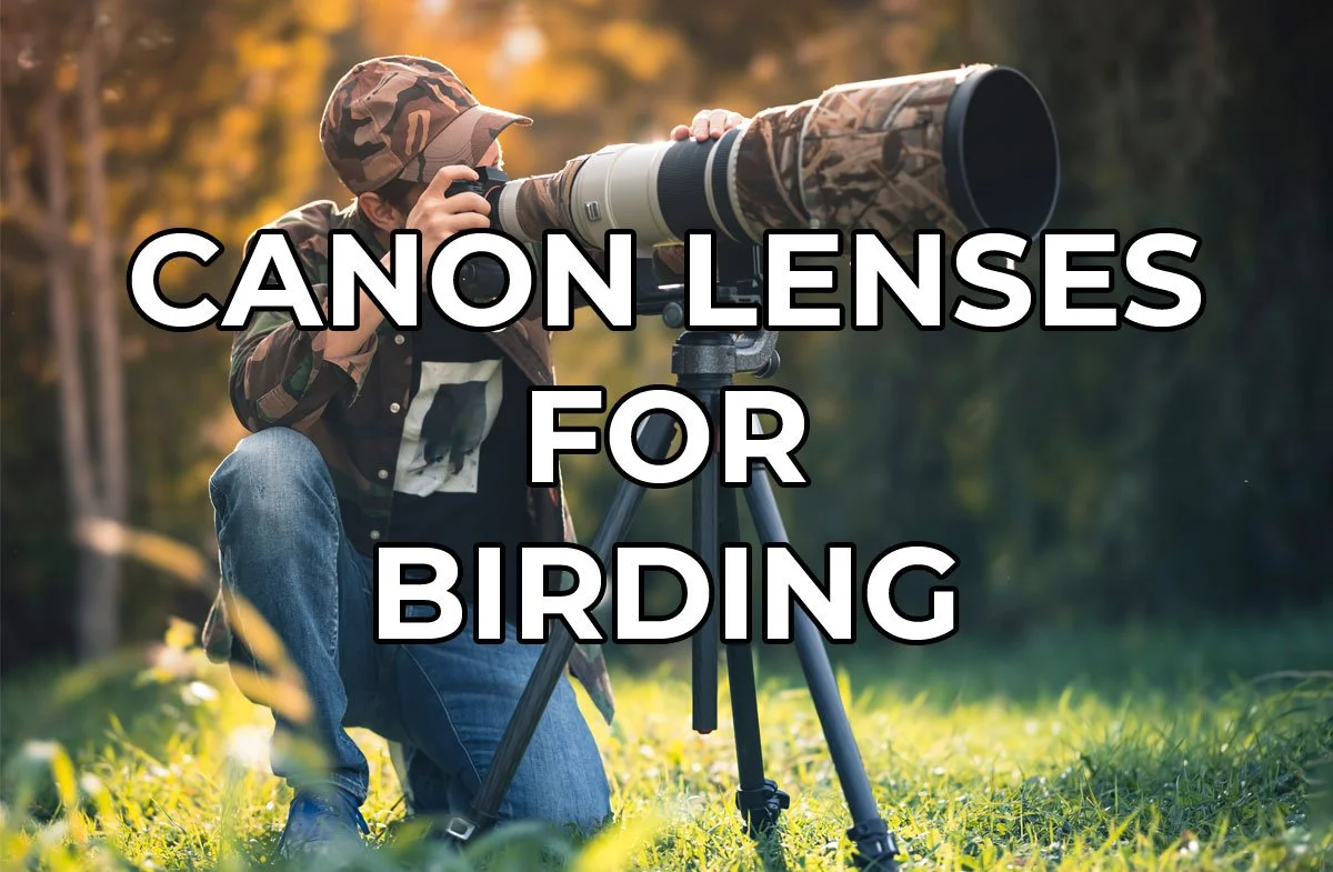 Best Canon Lens for Bird Photography — Acoustic Nature