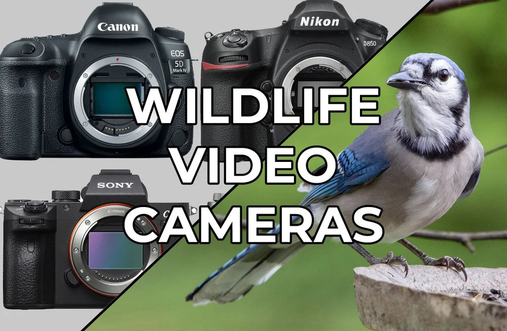 Best Video Camera For Wildlife and Nature Filmmaking — Acoustic Nature