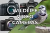 Best Video Camera For Wildlife and Nature Filmmaking — Acoustic Nature