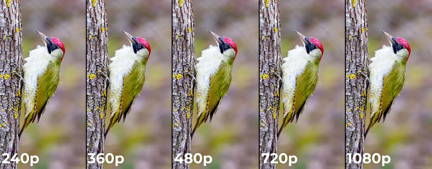 Best Video Camera For Wildlife and Nature Filmmaking — Acoustic Nature