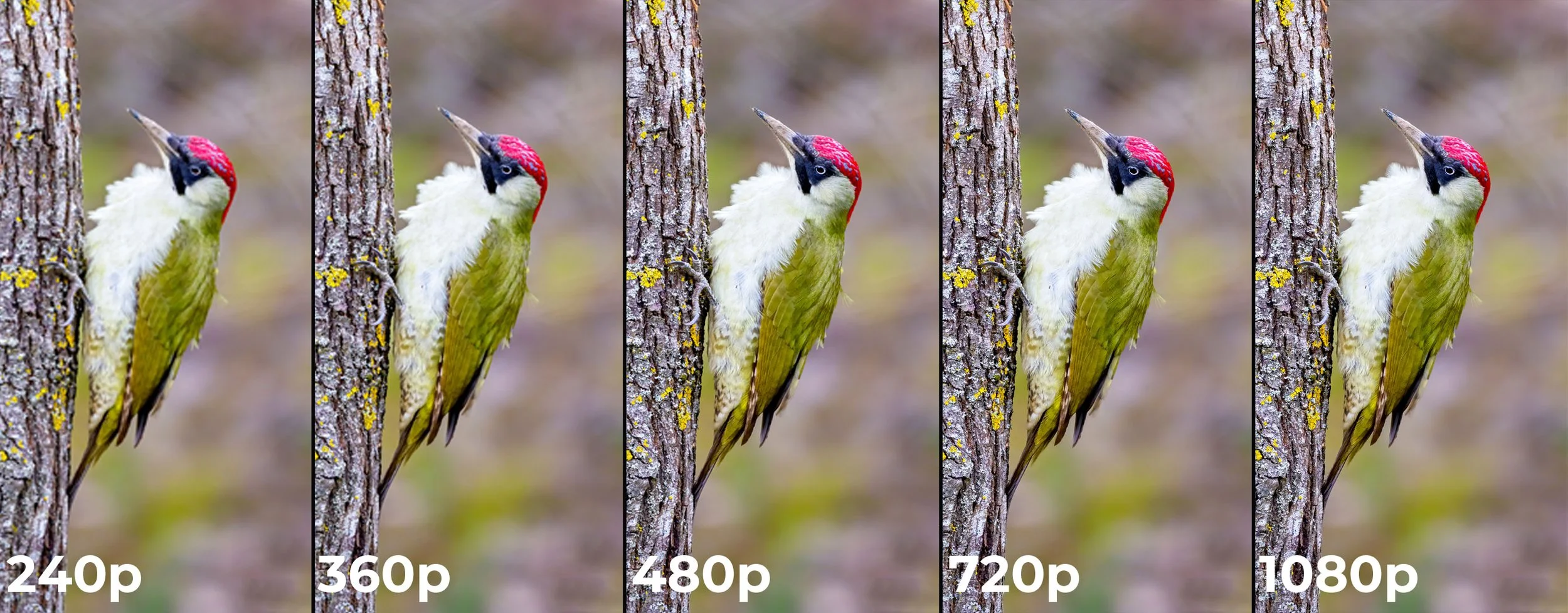 Best Video Camera For Wildlife and Nature Filmmaking — Acoustic Nature