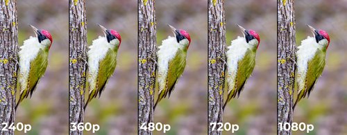 Best Video Camera For Wildlife and Nature Filmmaking — Acoustic Nature