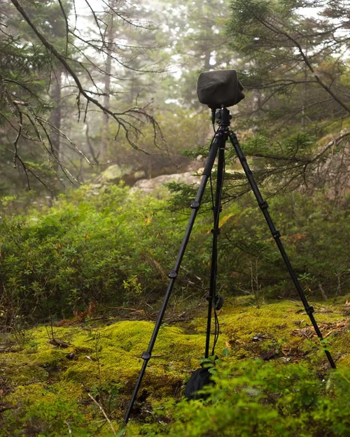 Best Microphone for Recording Nature Sounds (Ultimate Guide) — Acoustic ...