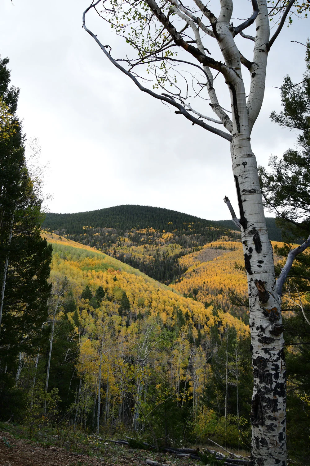 Aspen Vista Trail 2018 — Deborah Rae Nelson