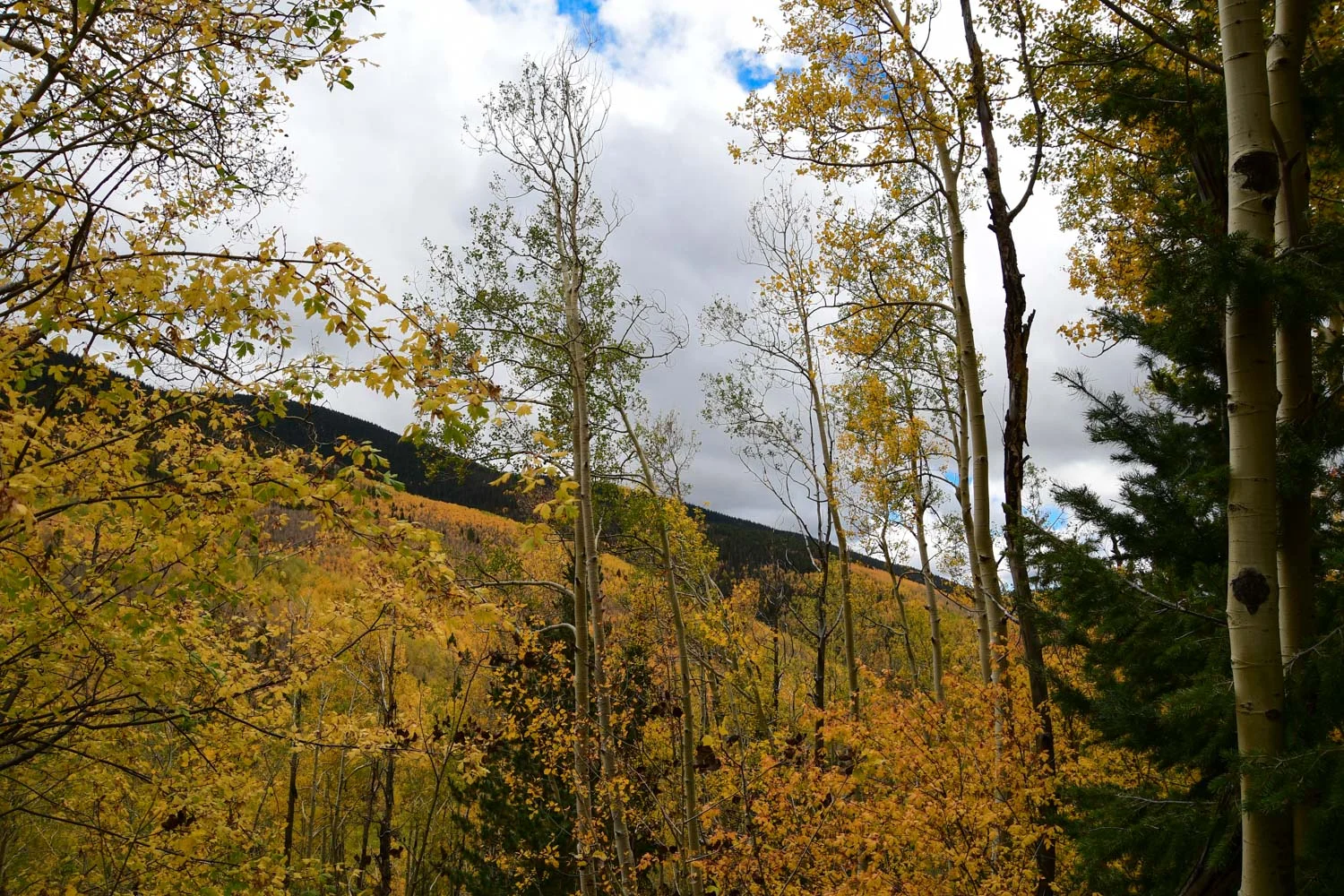 Aspen Vista Trail 2018 — Deborah Rae Nelson