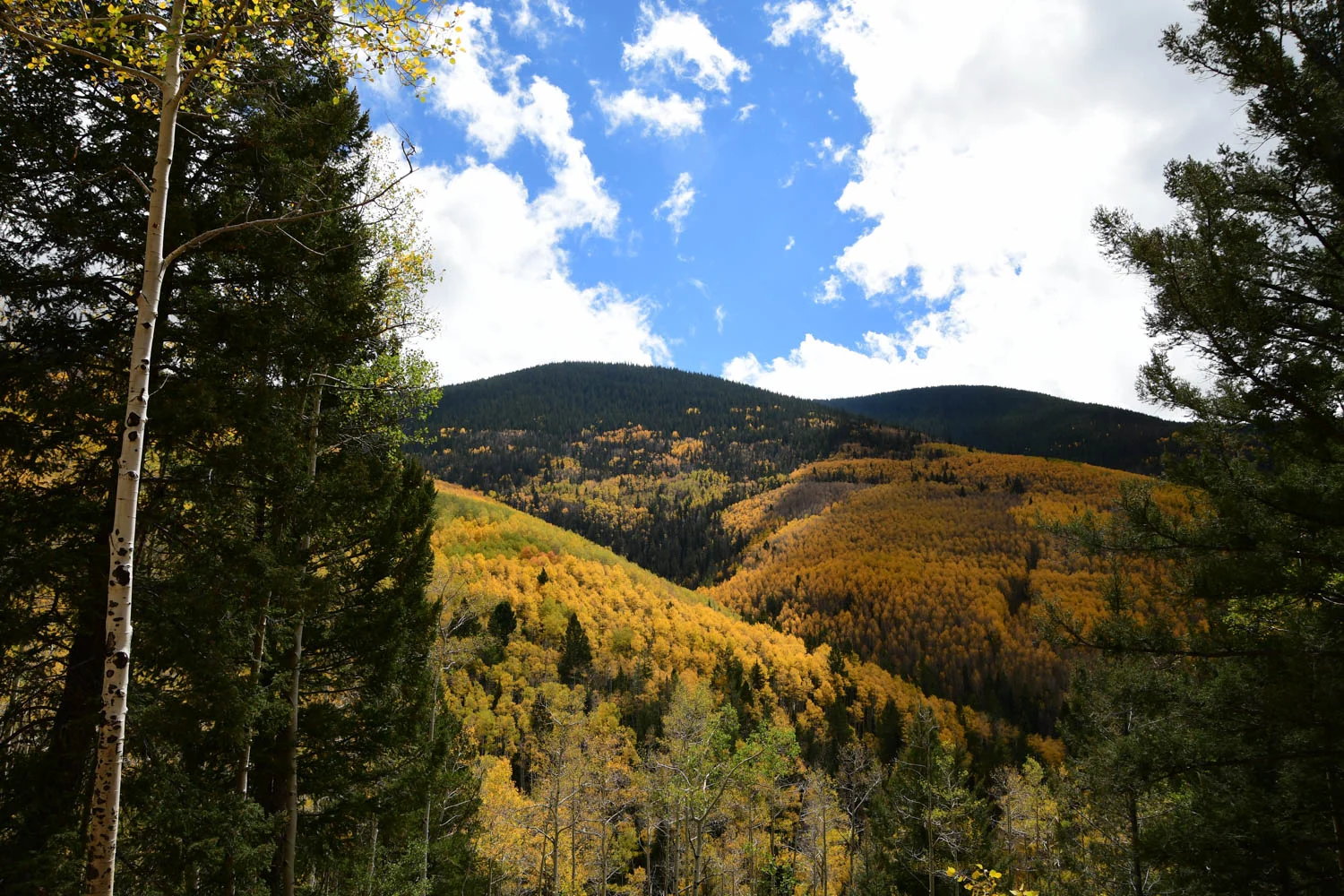 Aspen Vista Trail 2018 — Deborah Rae Nelson