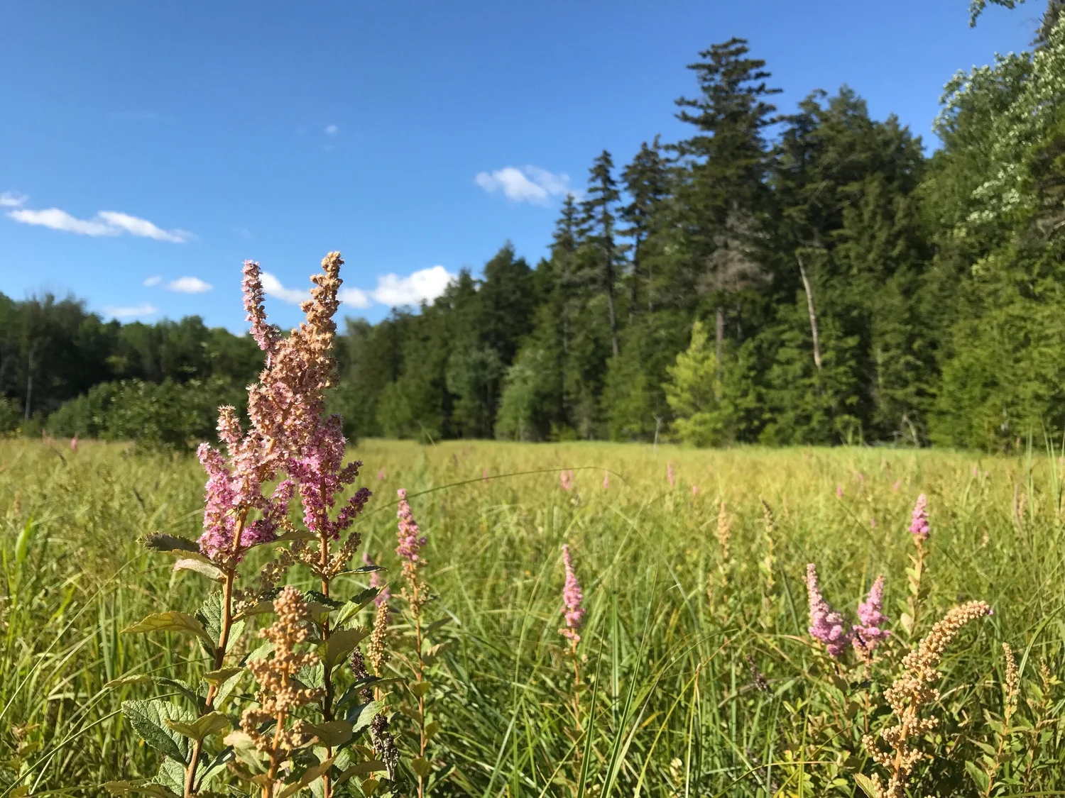 Hidden Marsh — Mountain Top Arboretum