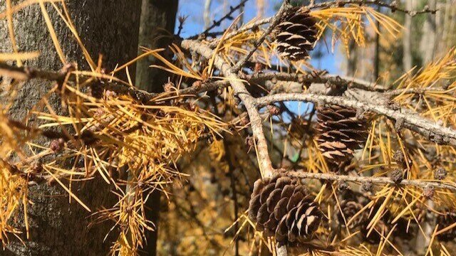 Mountain Top Arboretum